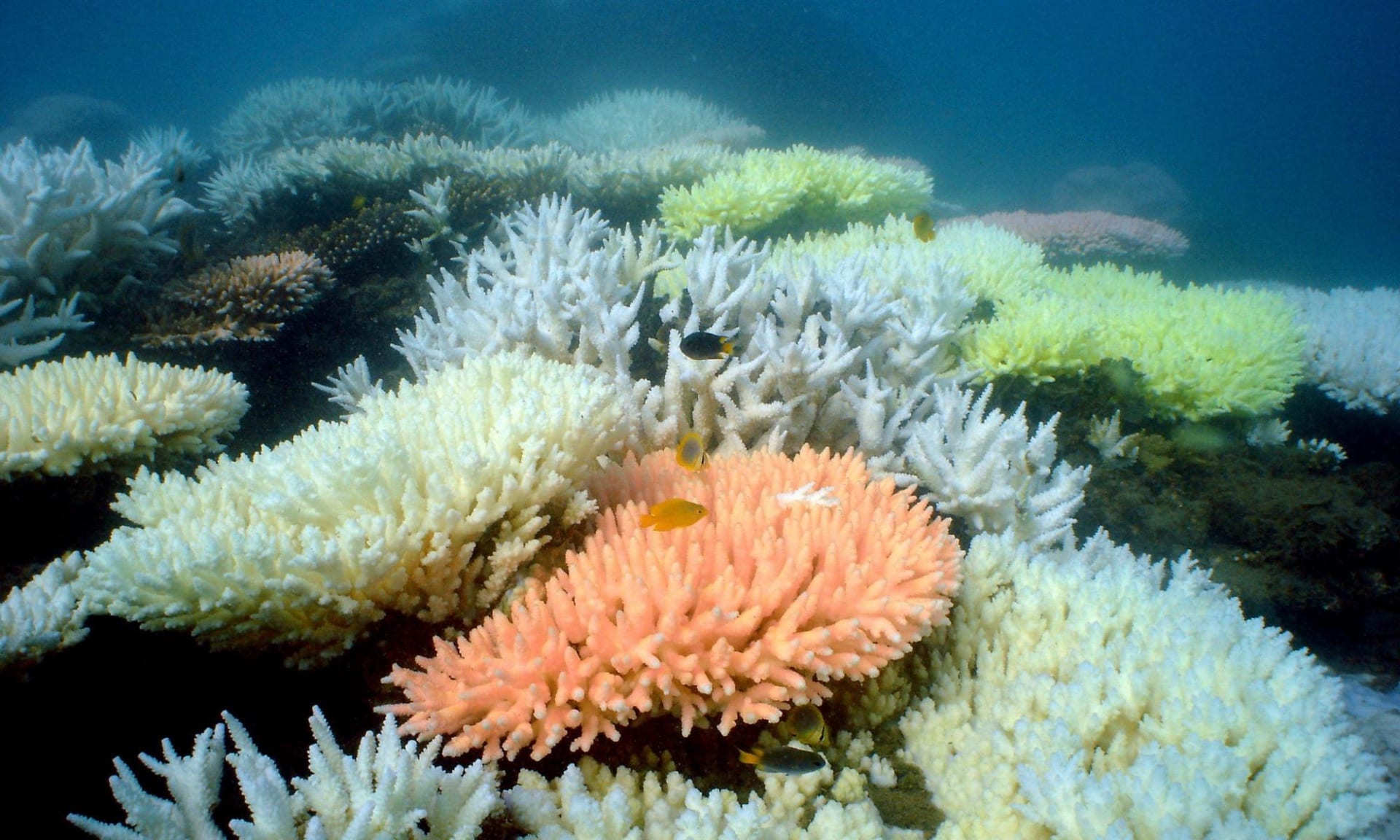 Amazon rainforest and Great Barrier Reef need better care, say ...