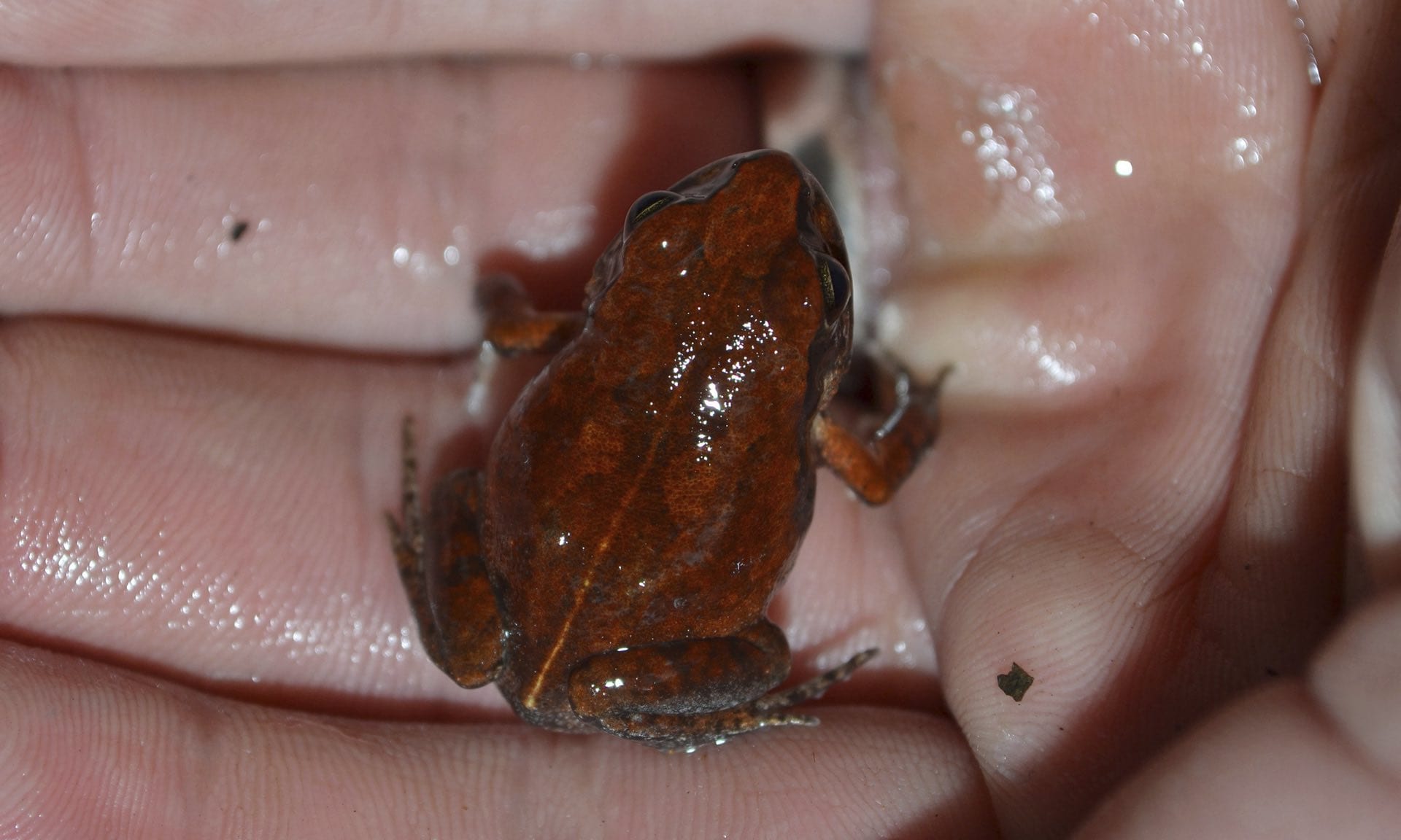 Rare 'cave squeaker' frog seen in Zimbabwe for first time in 55 years ...
