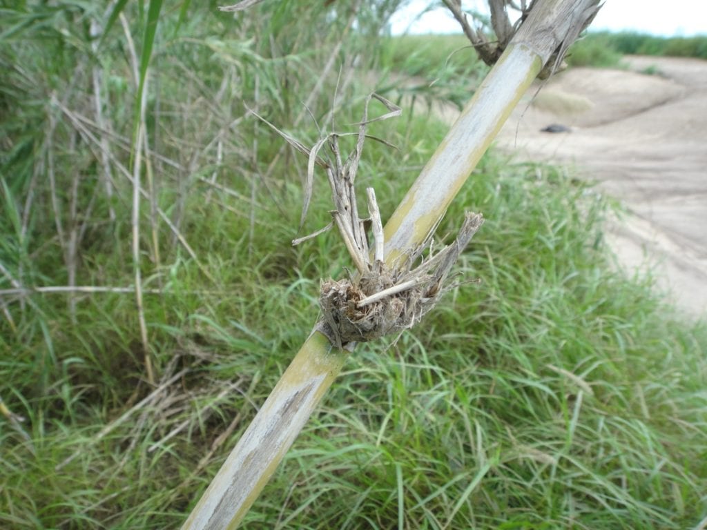 Update on Biological Control of Carrizo Cane in the Rio Grande Basin of ...